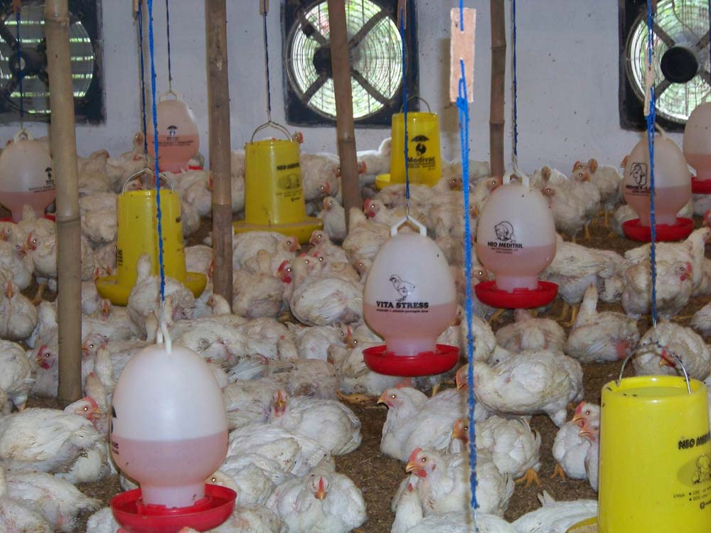 Kiat Sukses Beternak Broiler – Jati.id