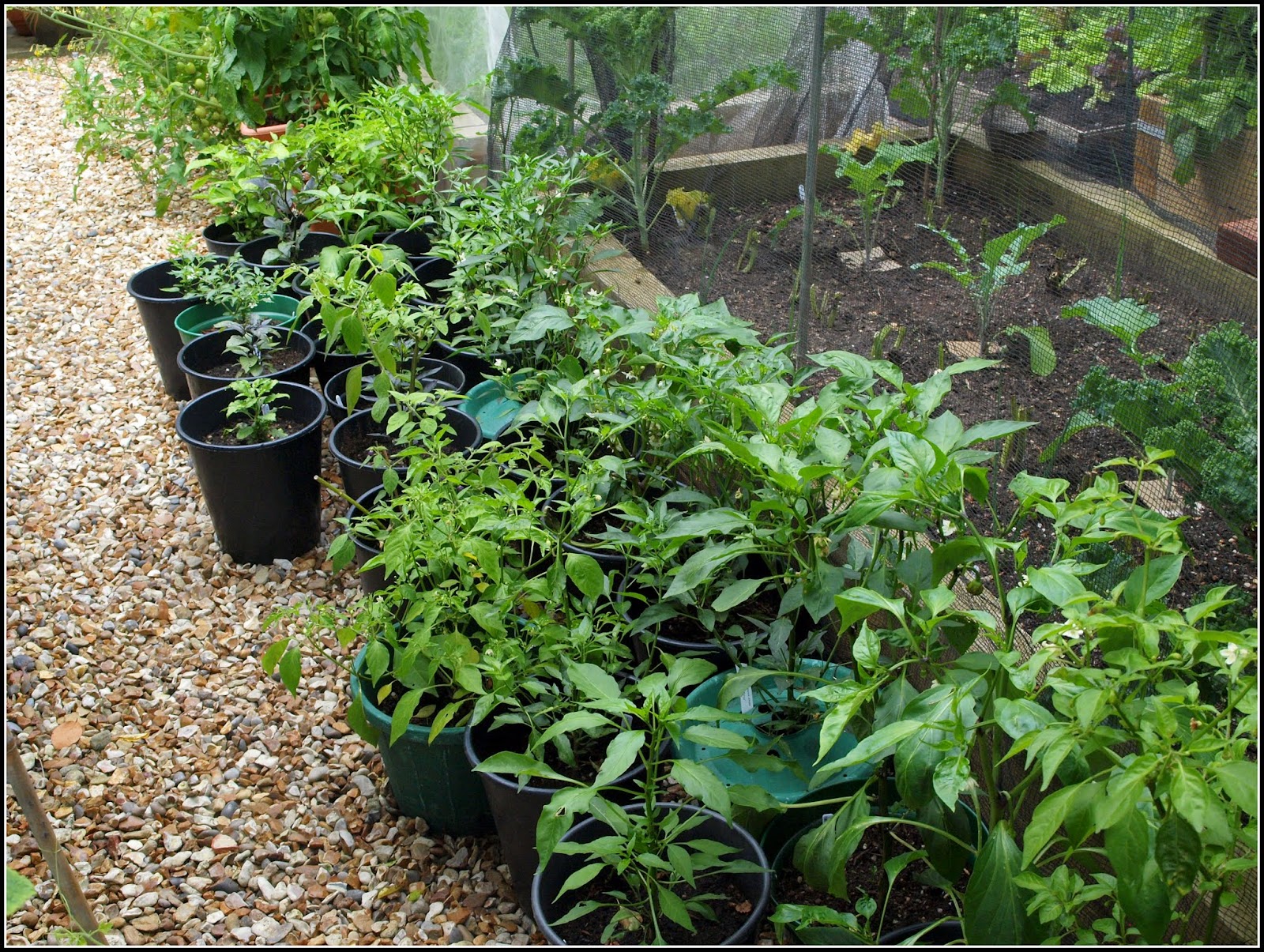 Mark's Veg Plot: Chilli update