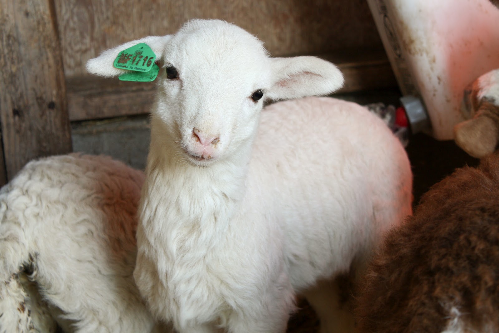 Seattle Tall Poppy: Spring Lamb at Ninety Farms