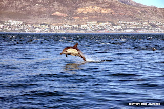 Are great white sharks the apex predator in False Bay