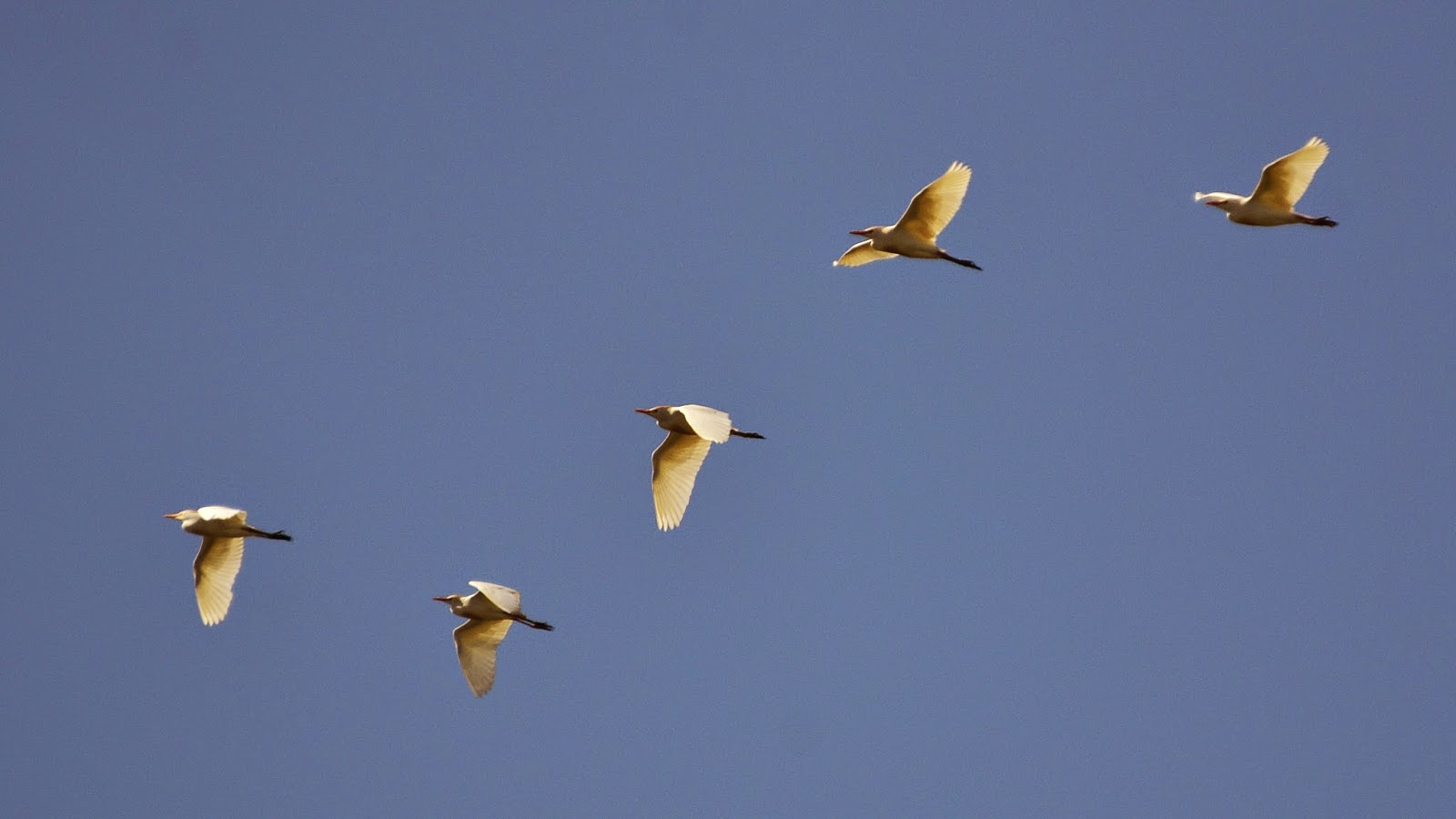 Aves de La Floresta: Garza bueyera