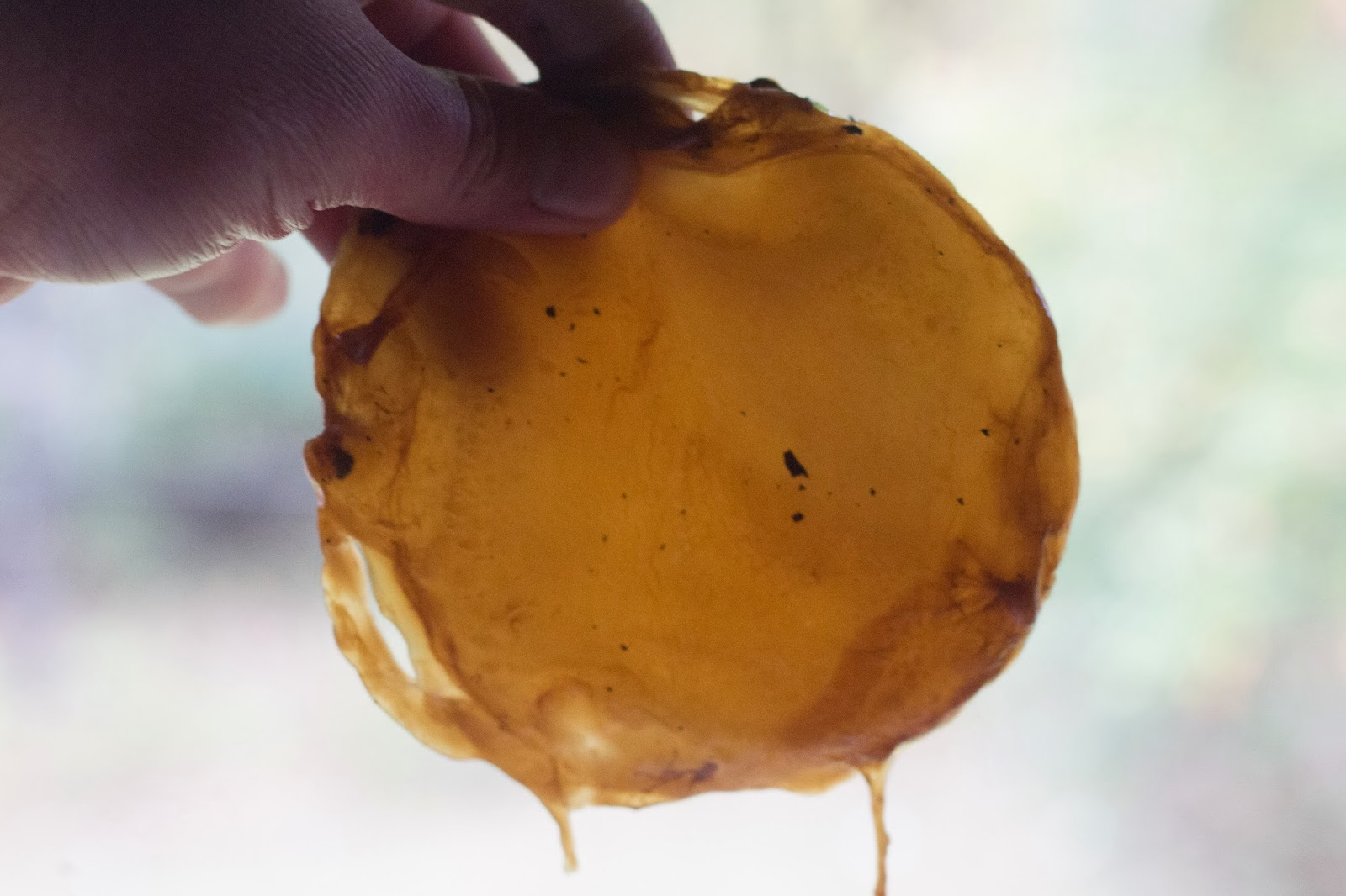 Tea Fungus: Fermenting Kombucha