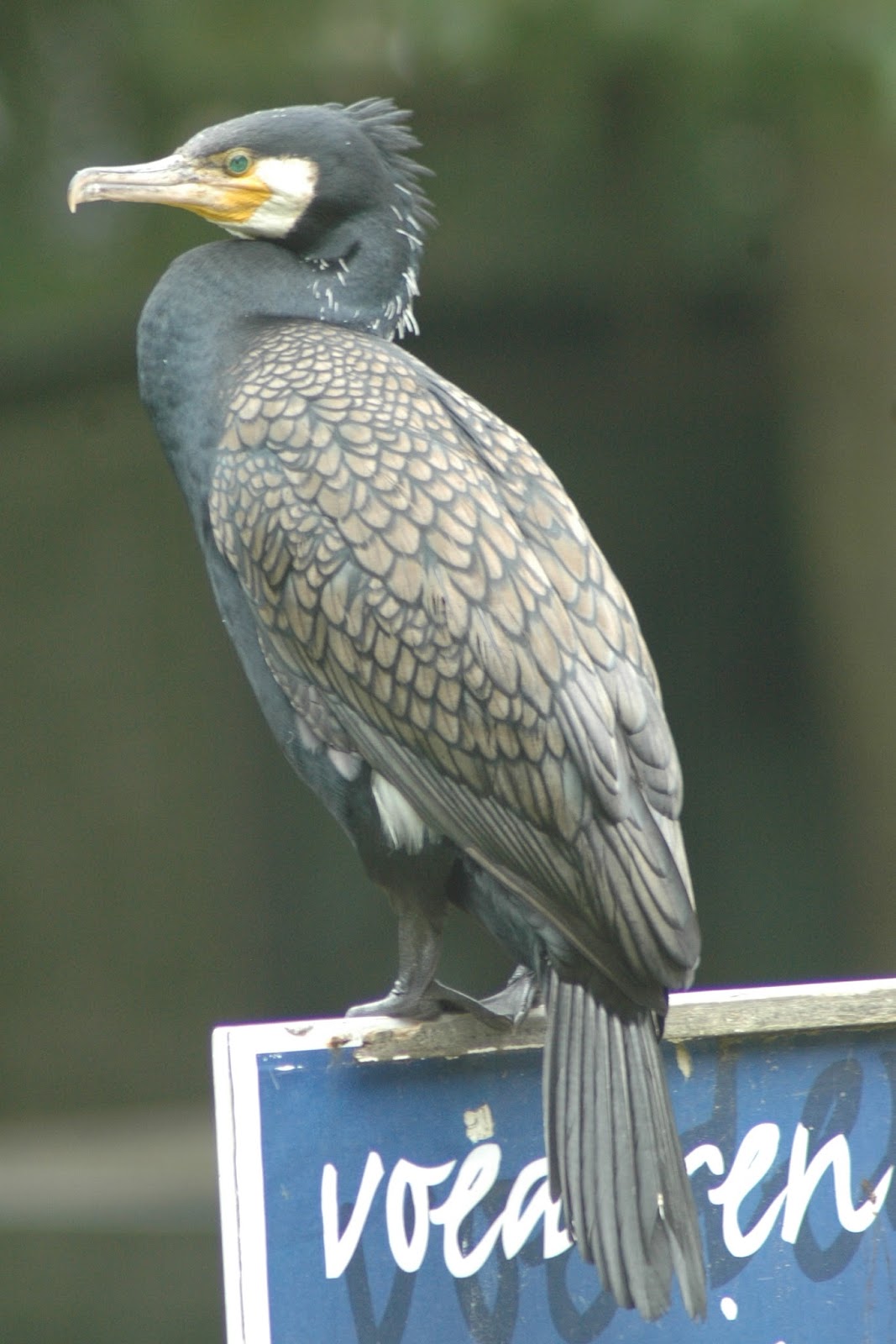Vogels in de Oranjepolder (en soms ver daarbuiten): Aalscholvers