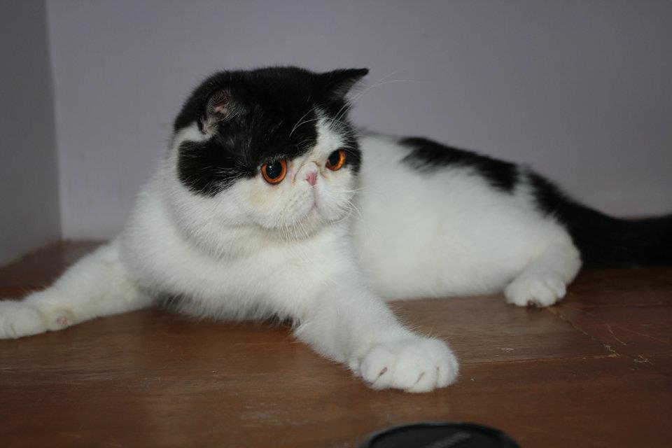 Prabu Cattery: 10 Fakta Menarik Kucing Exo, si Kucing Persia Berbulu Pendek