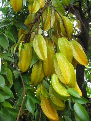 La Carambola: LA CARAMBOLA
