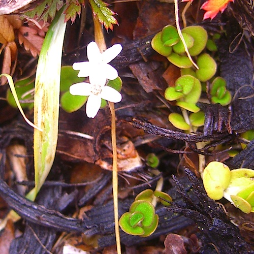 Theobrominated: A transect of Stewart Island
