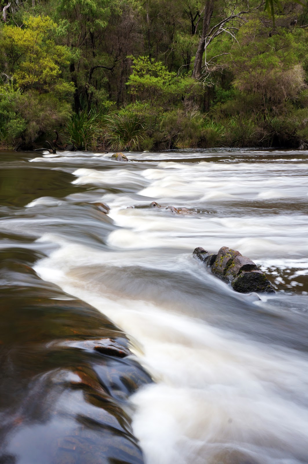 Warren River Loop Walk (Warren National Park) ~ The Long Way's Better