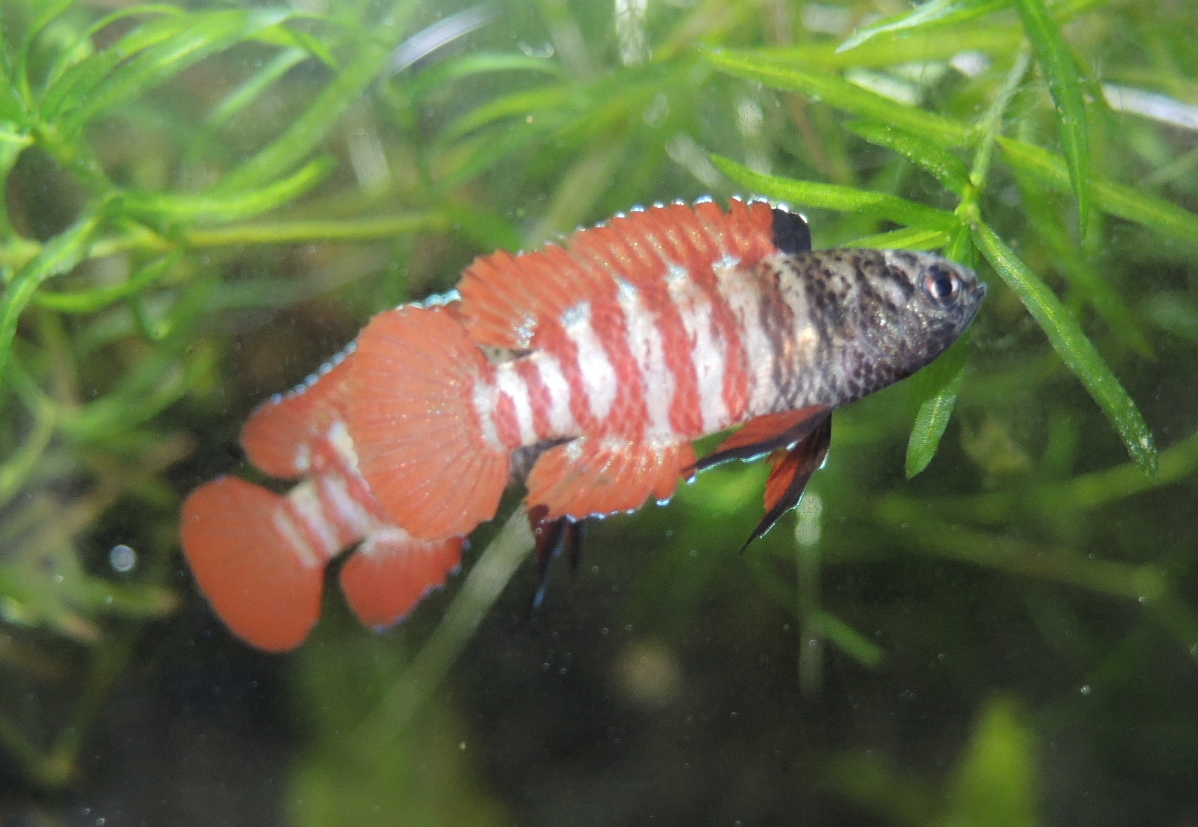 Water-World: Dario sp. Myanmar "Black Tiger"