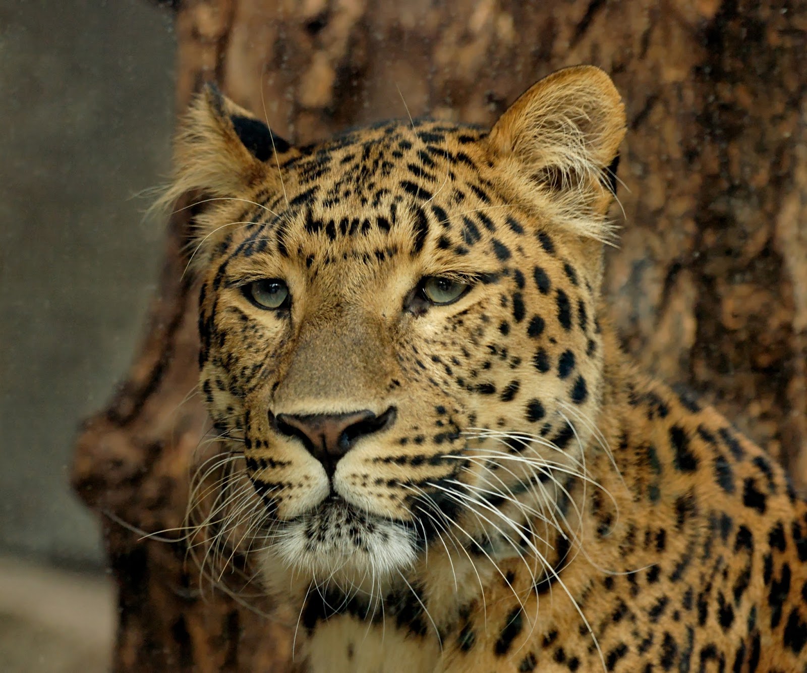 MUNDO DAKTARI: El leopardo (Panthera pardus)