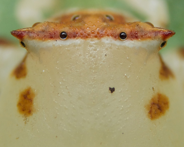 ムシをデザインしたのはダレ？: アズチグモ ♀