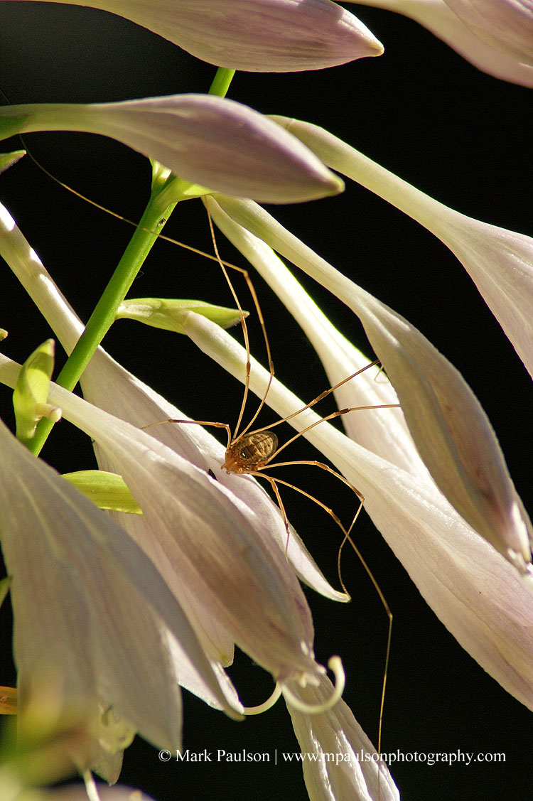 MAP Artistic Photography: 8/21/11 - 8/28/11