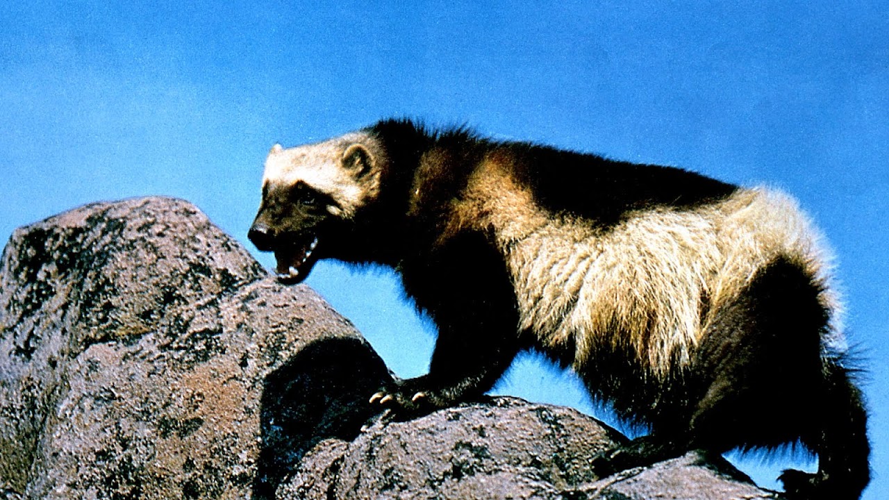 Endangered Animals In The Taiga - Danger Choices