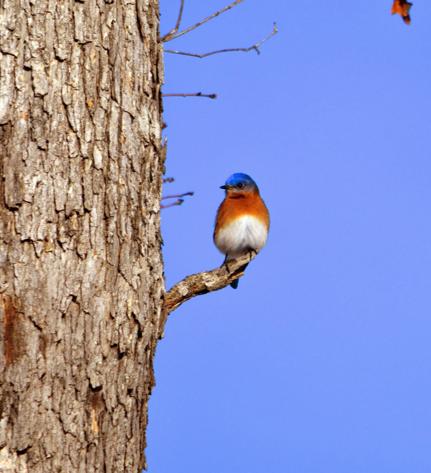 A SCRAPBOOK OF INSPIRATION: The Bluebird of Happiness