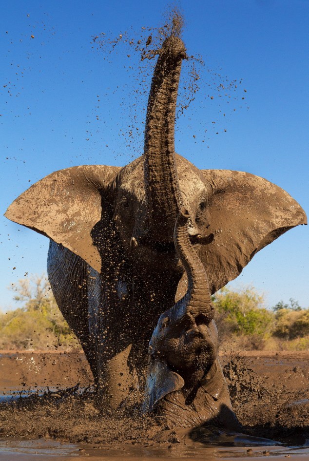 White Wolf : Elephants splash around in the mud to cool down (Photos)