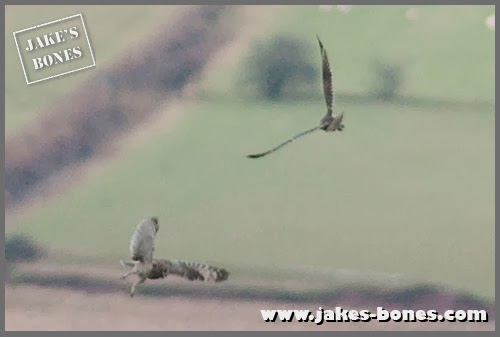 The amazing owl fight in photos : Jake's Bones