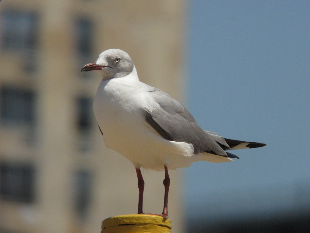 GRAY-HOODED GULL - Coney Island, NY