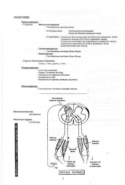 Estudiante de medicina : Apunte de neuroanatomia de Forlizzi Pro