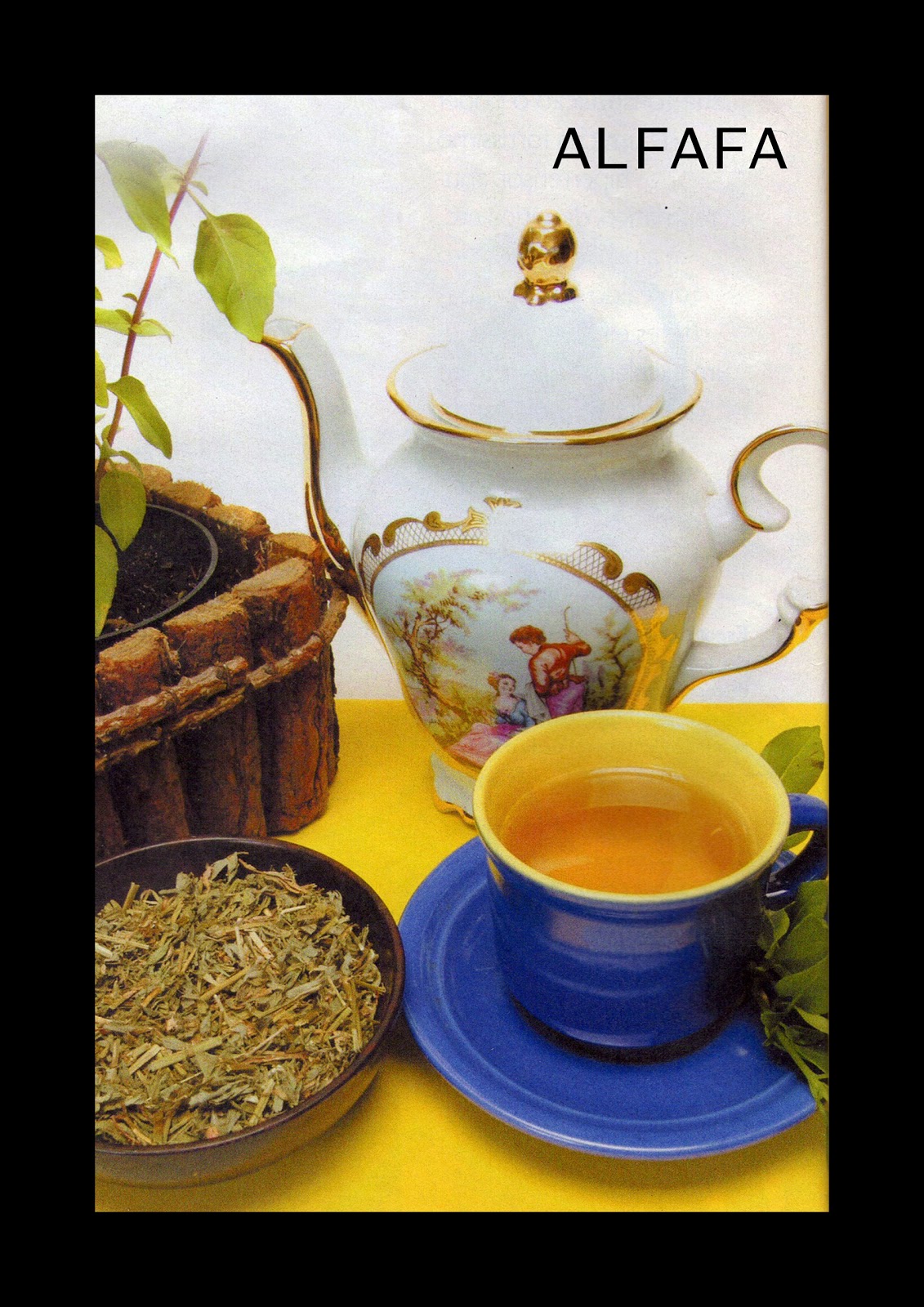 Chás & Especiarias: CHÁS MEDICINAIS #2