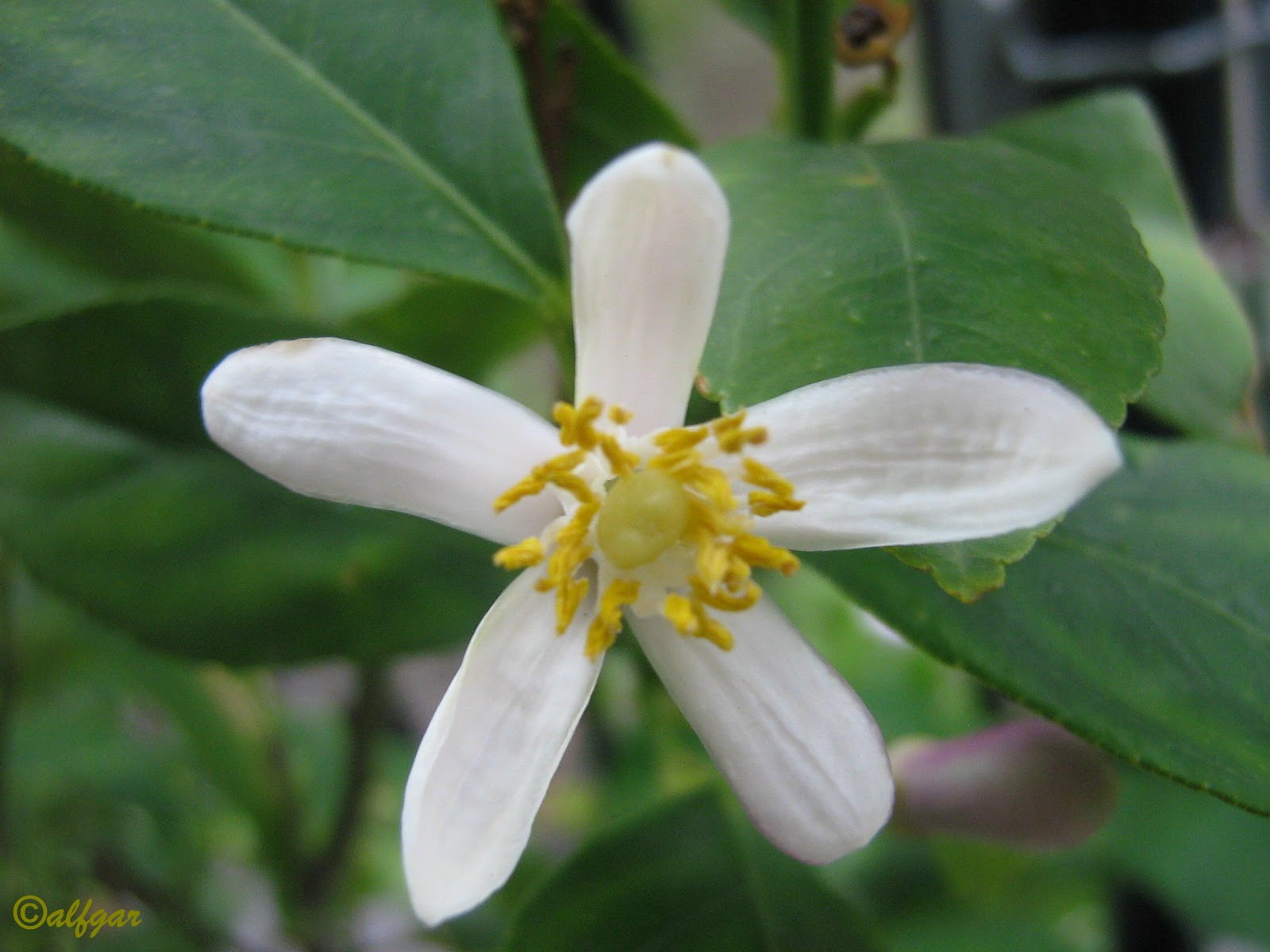 nontuttomaditutto: 320 fiore di limone