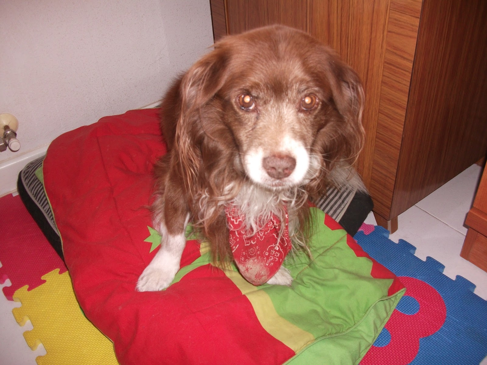 CUIDO TU MASCOTA MADRID.