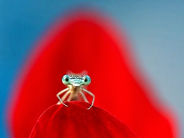 The Flying Tortoise: These Damsels Are Not In Distress...