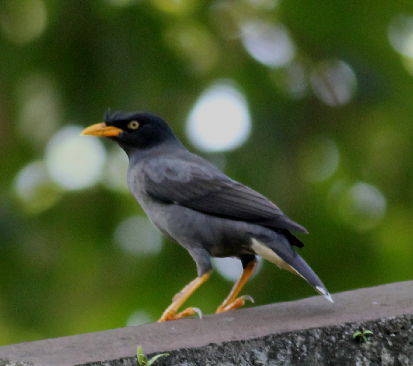 Ron-Nature-Adventures: Javan Myna versus Jungle Myna