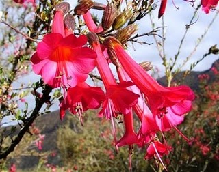 Jose Portugal Catacora: La Qantuta: Flor Nacional