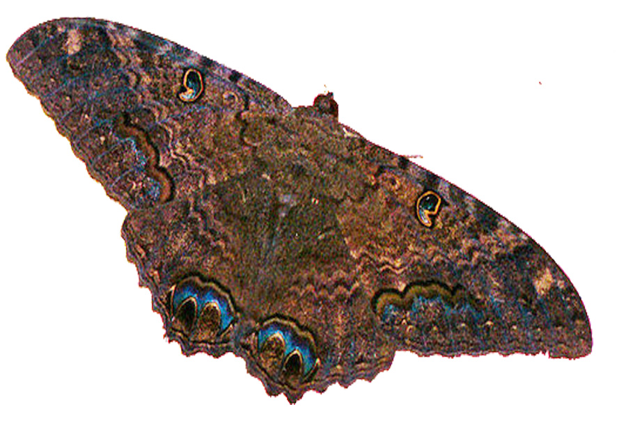 Haysmer Hawaii: Beauty in the Eye of the Beholder