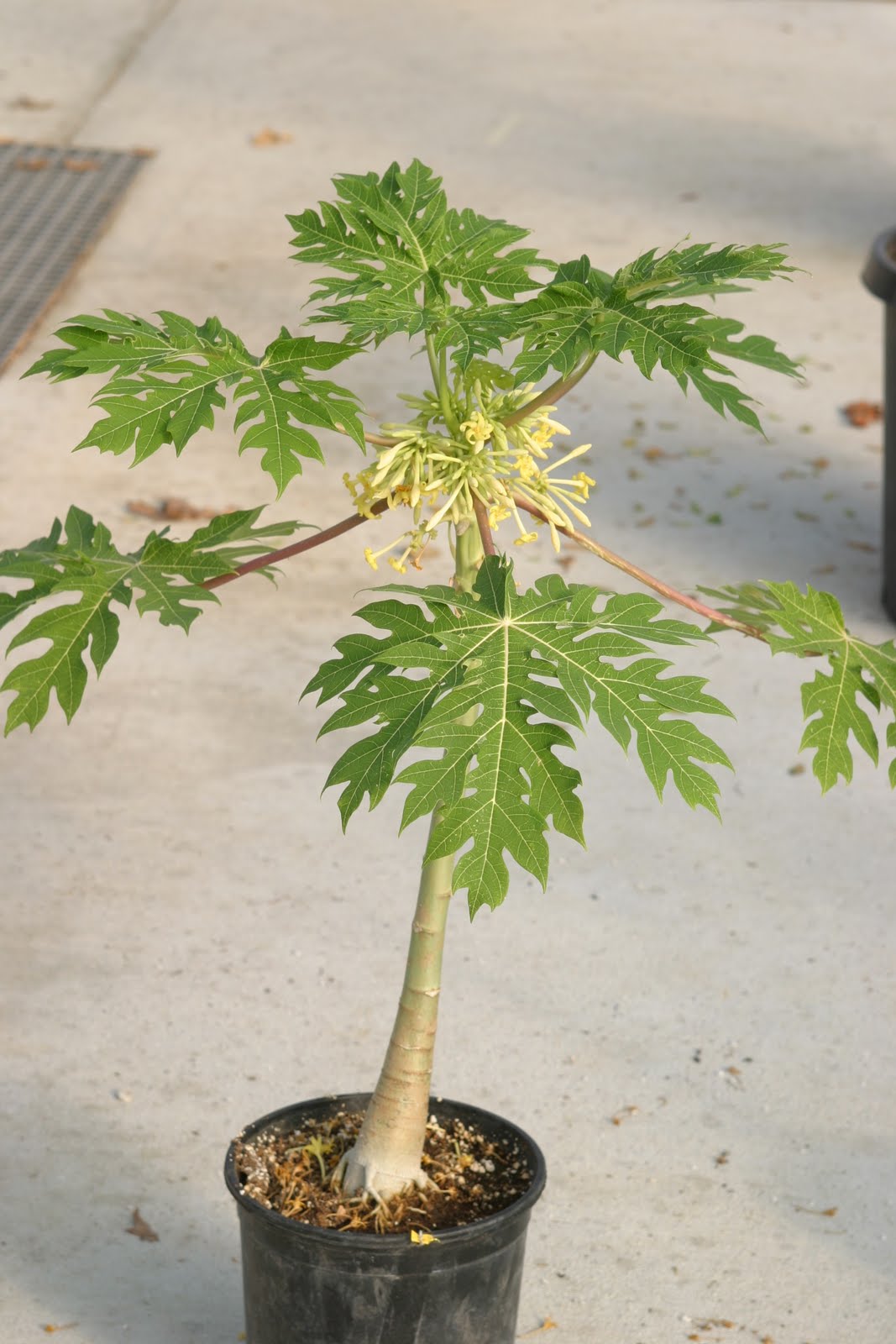 Vriksha Nursery: 100 plants you can grow in containers in in mumbai ...