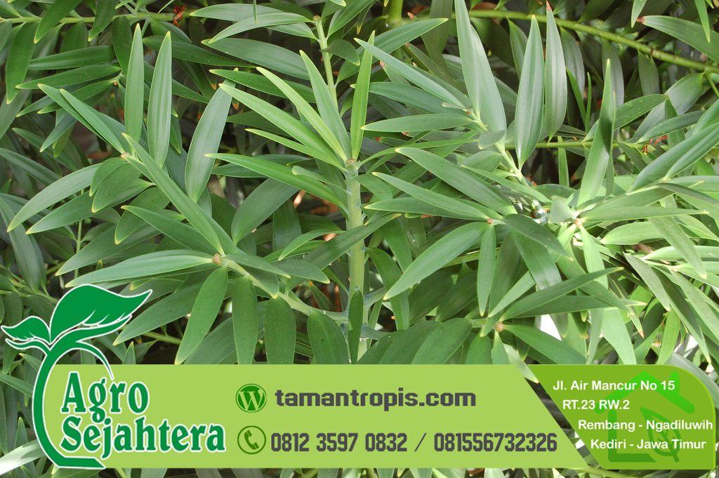 Budidaya Pohon Damar