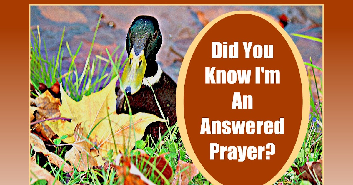 Treasure Box Poetry And Praise: An Answered Prayer