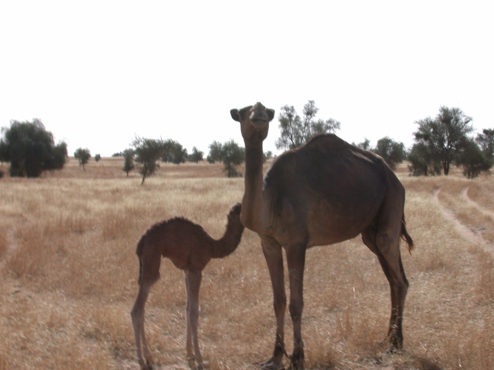 brians world history blog: African City: Kumbi Saleh