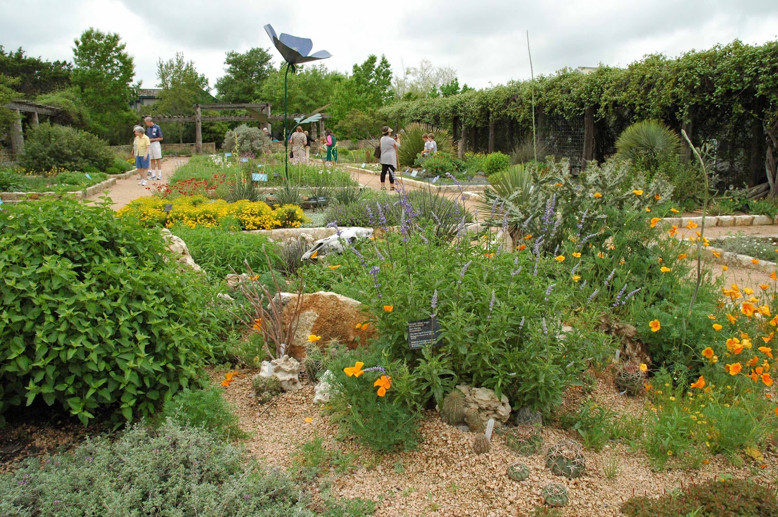 Window on a Texas Wildscape: Week Five: Wildflowers and Wildscapes