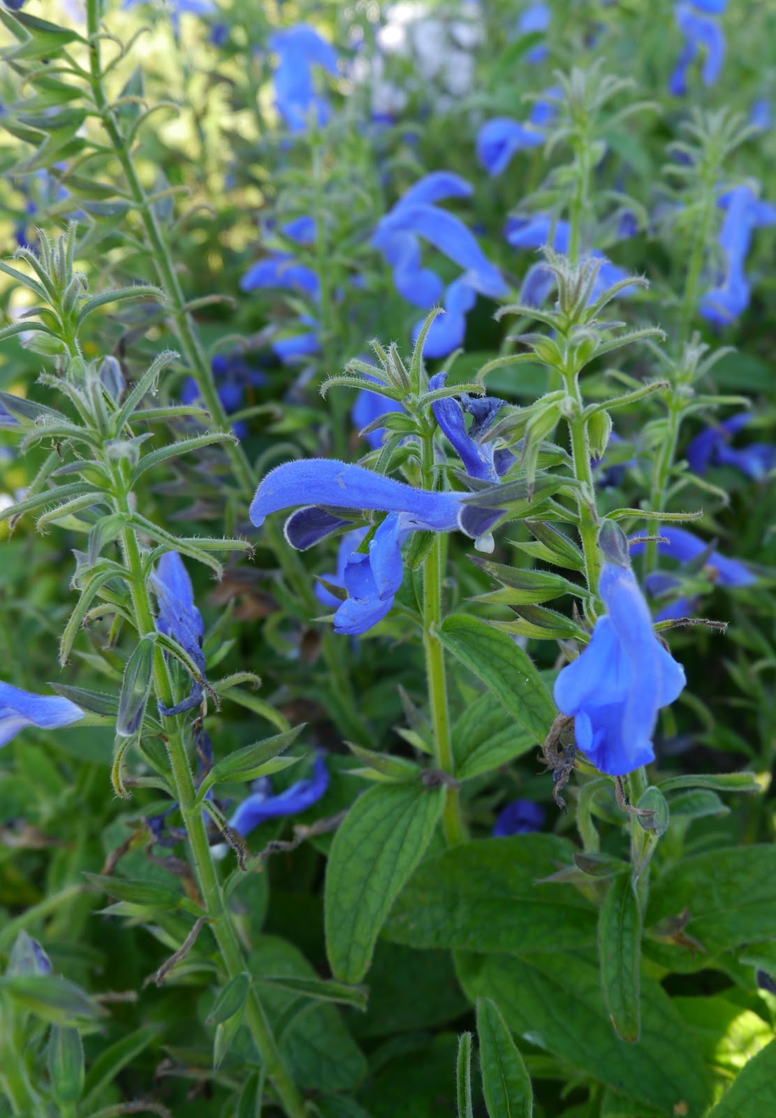 Plant World: Salvia patens