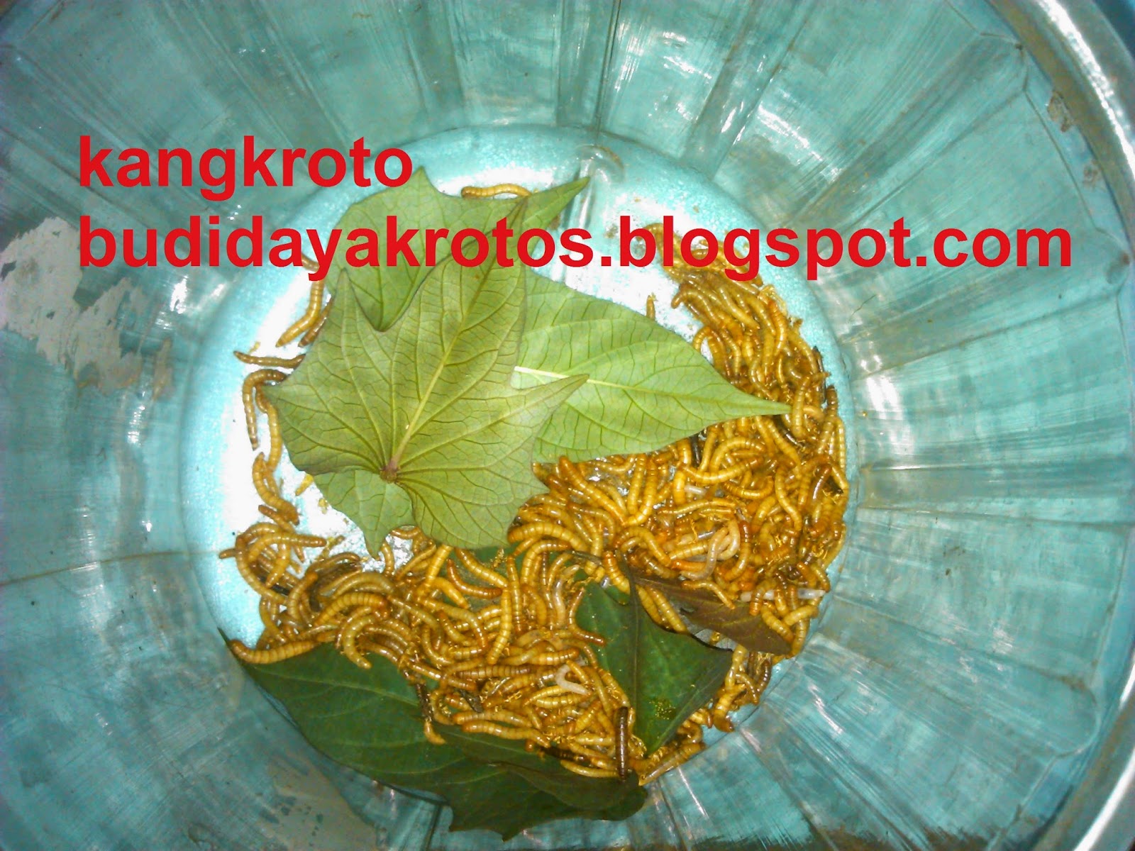 Agar Ulat Hongkong Cepat Berganti Kulit | Budidaya Kroto