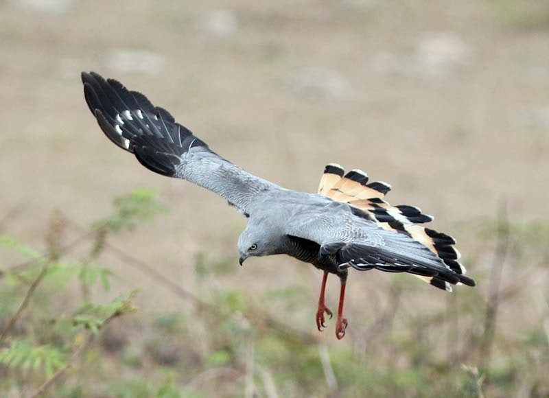 Birdernaturalist: Crane Hawk, Geranospiza caerulescens