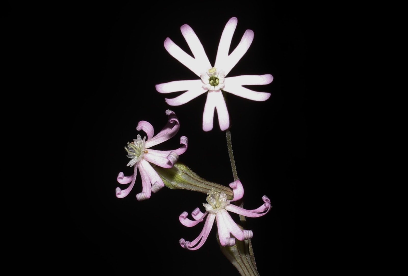 Biodiversity of Cyprus by NGO Protection of the Natural Heritage and ...