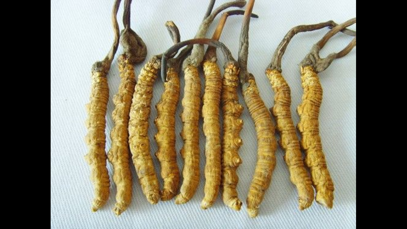 October 2014 ~ YARSAGUMBA