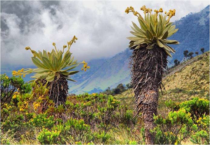 LA IMPORTANCIA DE LOS PARAMOS