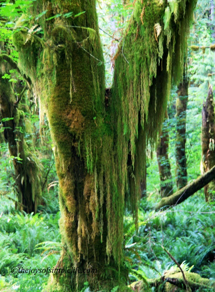 The Joys of Simple Life: Sol Duc Falls, Olympic National Park