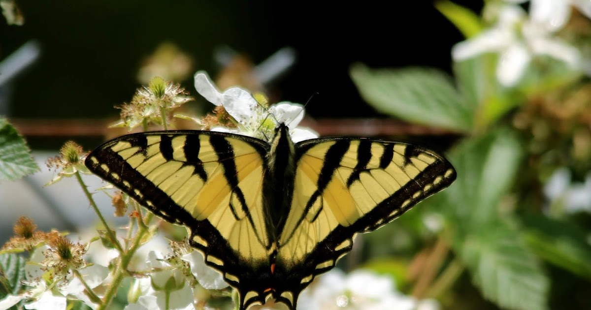 Here and There: Day 135 - 25th June 2018 - Swallowtail Butterfly ...