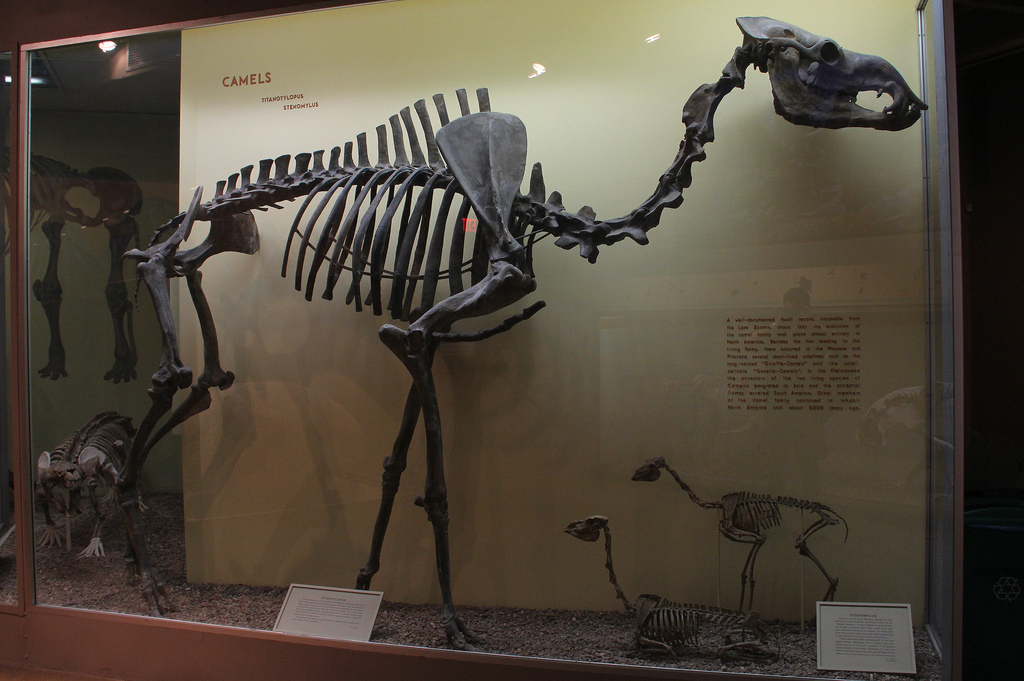 Palaeos, la historia de la Vida en la Tierra