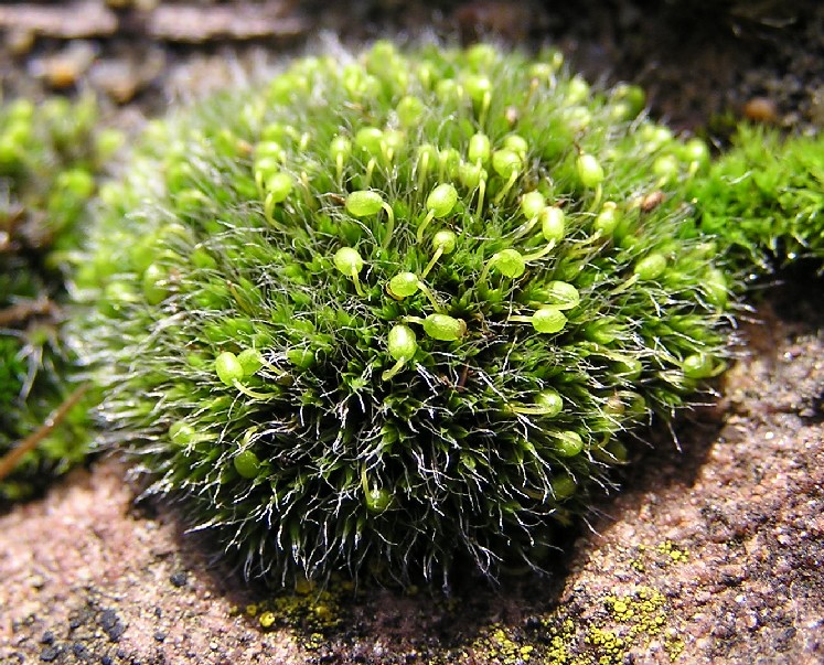 Variety of Life: Grimmia