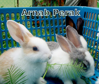 PEMBEKAL SEMUA JENIS ARNAB PELIHARAAN DAN ARNAB DAGING