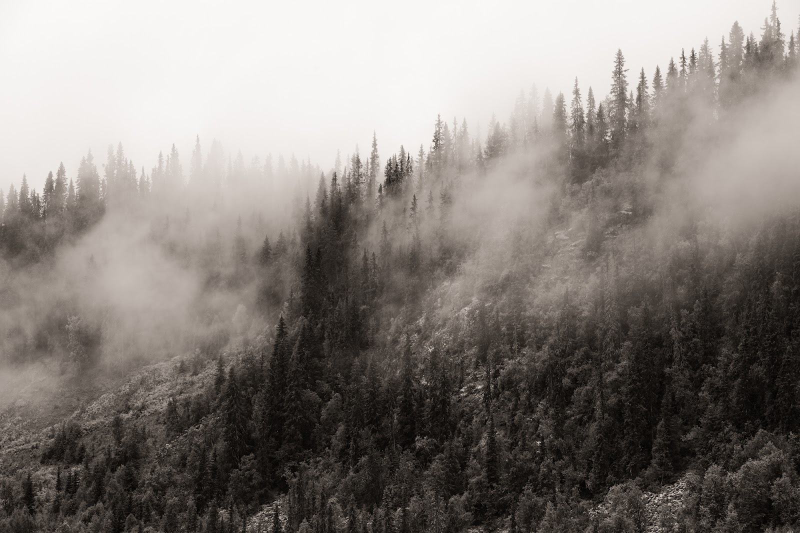 TS_Johansen Photography: B&W