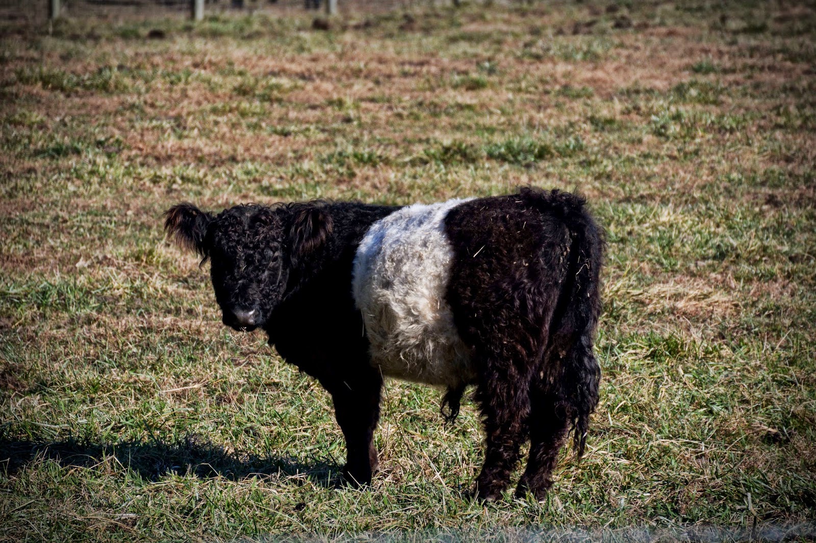 My World in Pennsylvania and Beyond: Oreo Cow