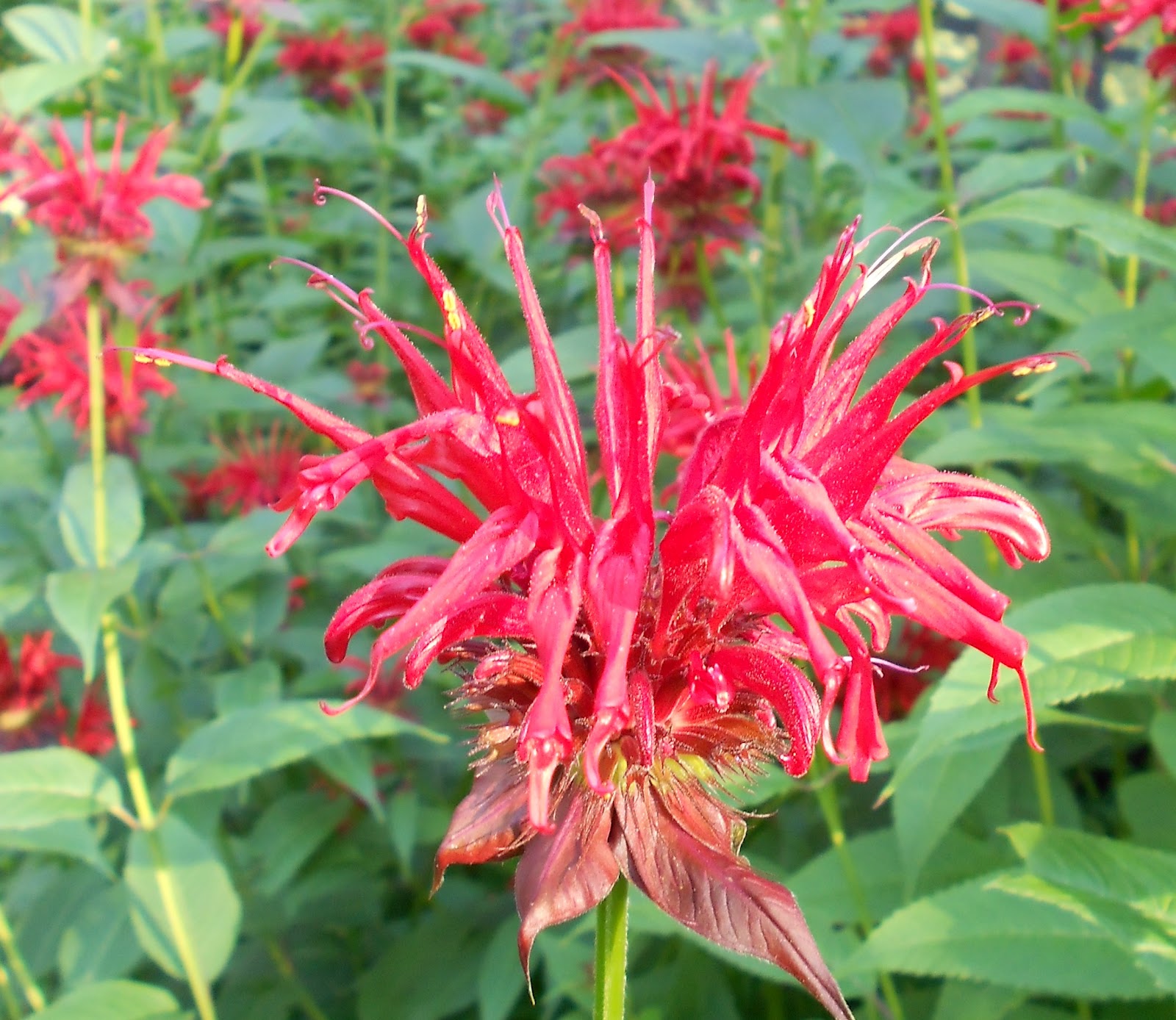 From Seed to Scrumptious: Bountiful Bee Balm