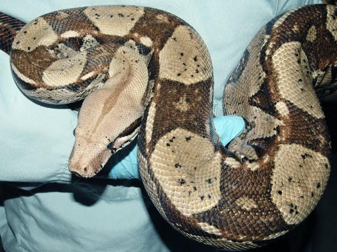 Pacific Science Center Life Sciences: Snake Weight, Don’t Tell Me!