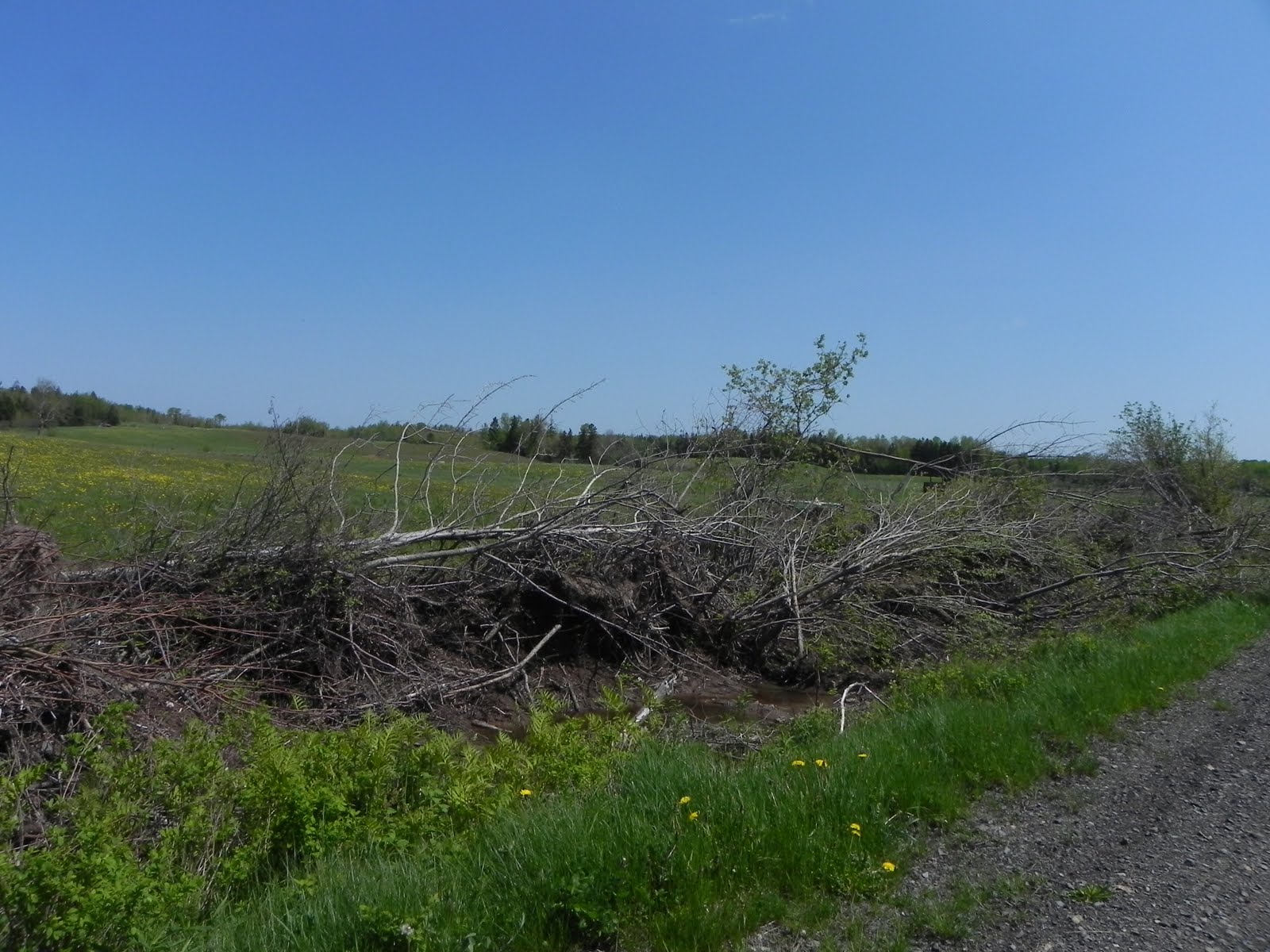 Dave and Lindsay in Canada: From Summerside, PEI to Newfoundland