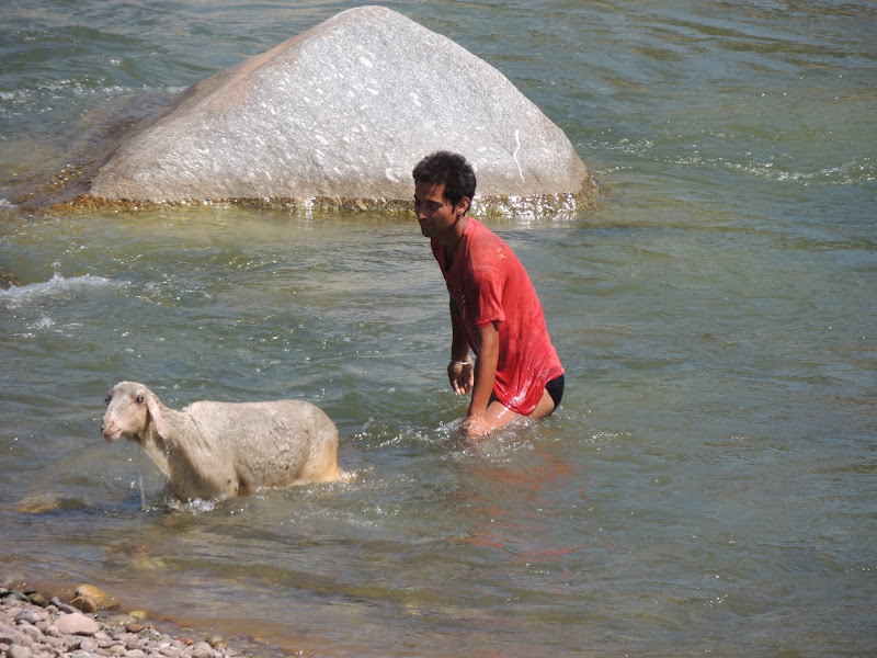 How to bathe a sheep - a step by step guide :D